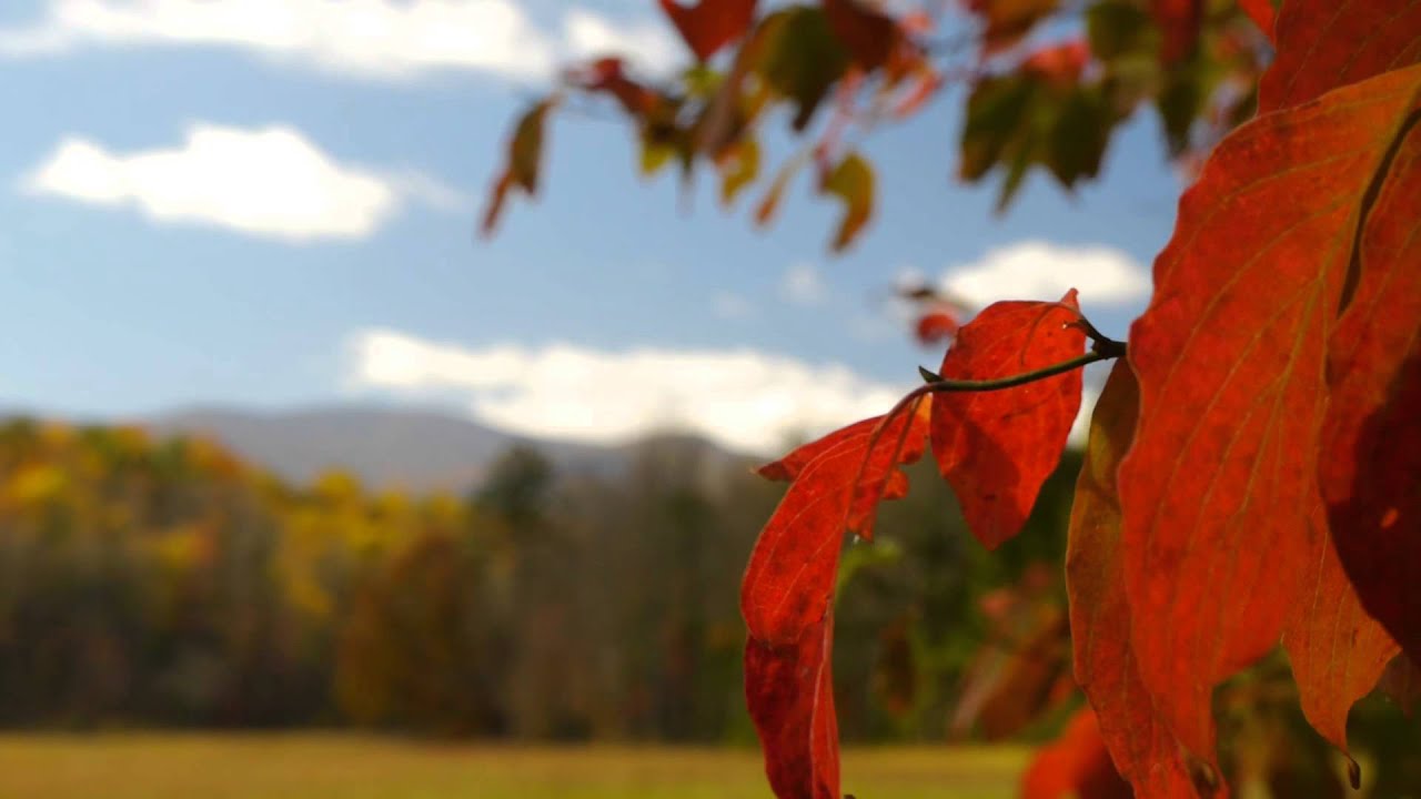 Autumn in Cades Cove, Great Smoky Mountains - YouTube