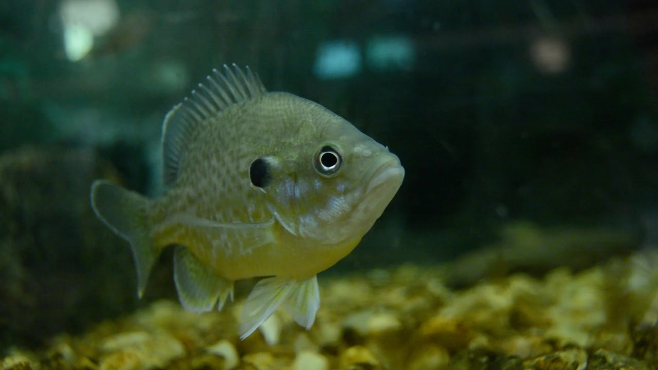 A Day in the LIfe # 141 Cohutta Fisheries Center Free Aquarium. - YouTube