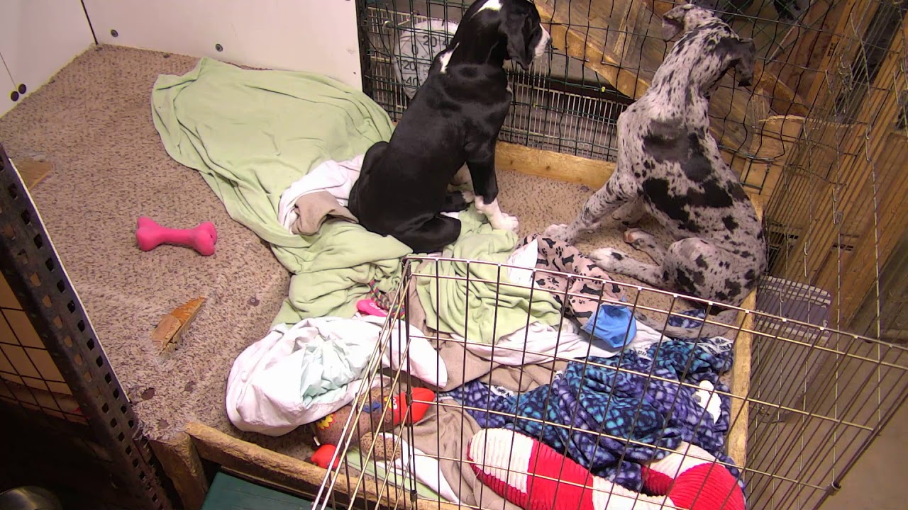 Great Dane Indoor Puppy Room 03-01-2019 11:36:46 - 12:36:49 - YouTube