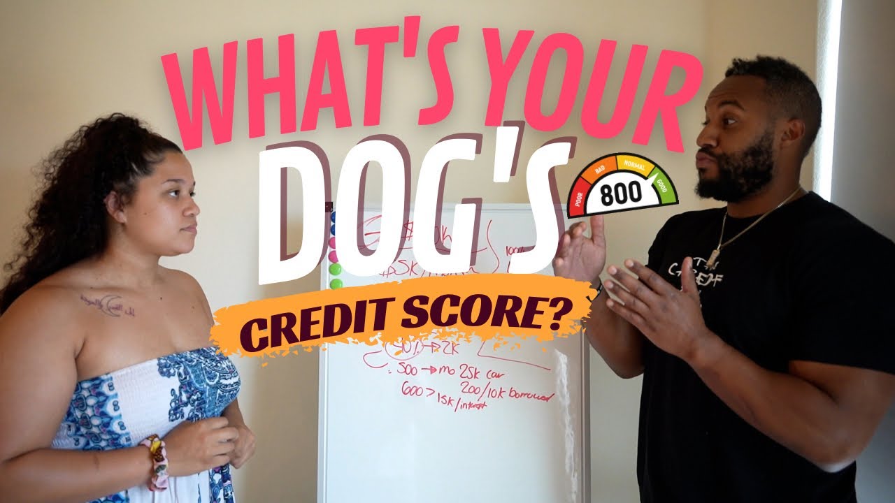 What's Your Dog Credit Score??? - YouTube