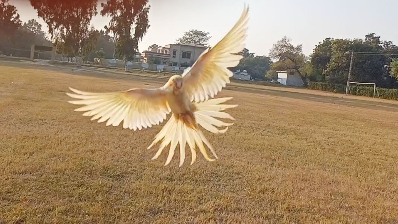Prince the cockatiel free flight||lutino cocktail aka common white ...