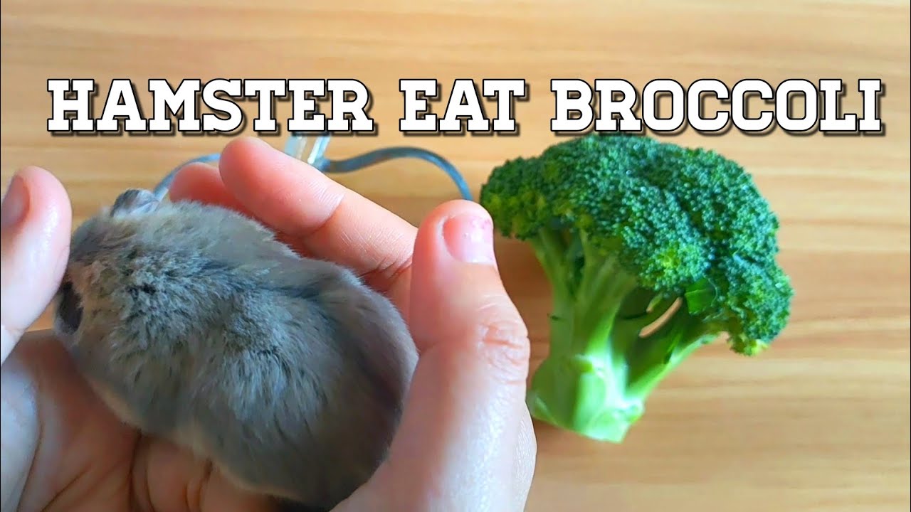 HamusutaMocha And Broccoli | Hamster Eat Broccoli - YouTube