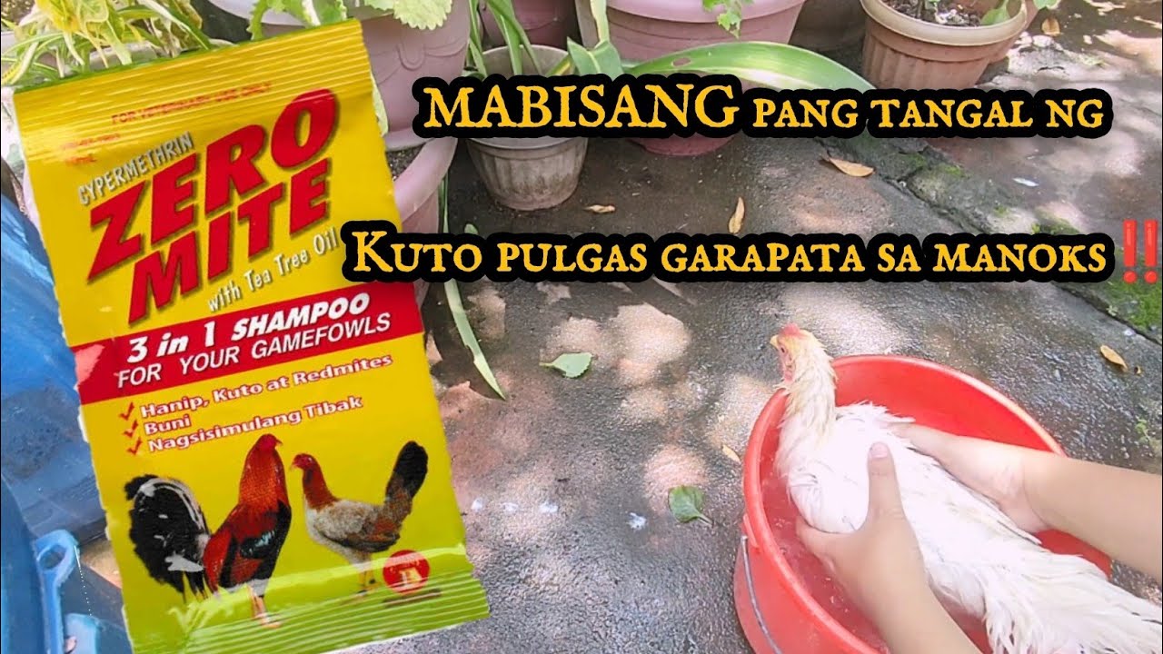 ZERO MITE para sa Manoks🐔🐔🐔 - YouTube