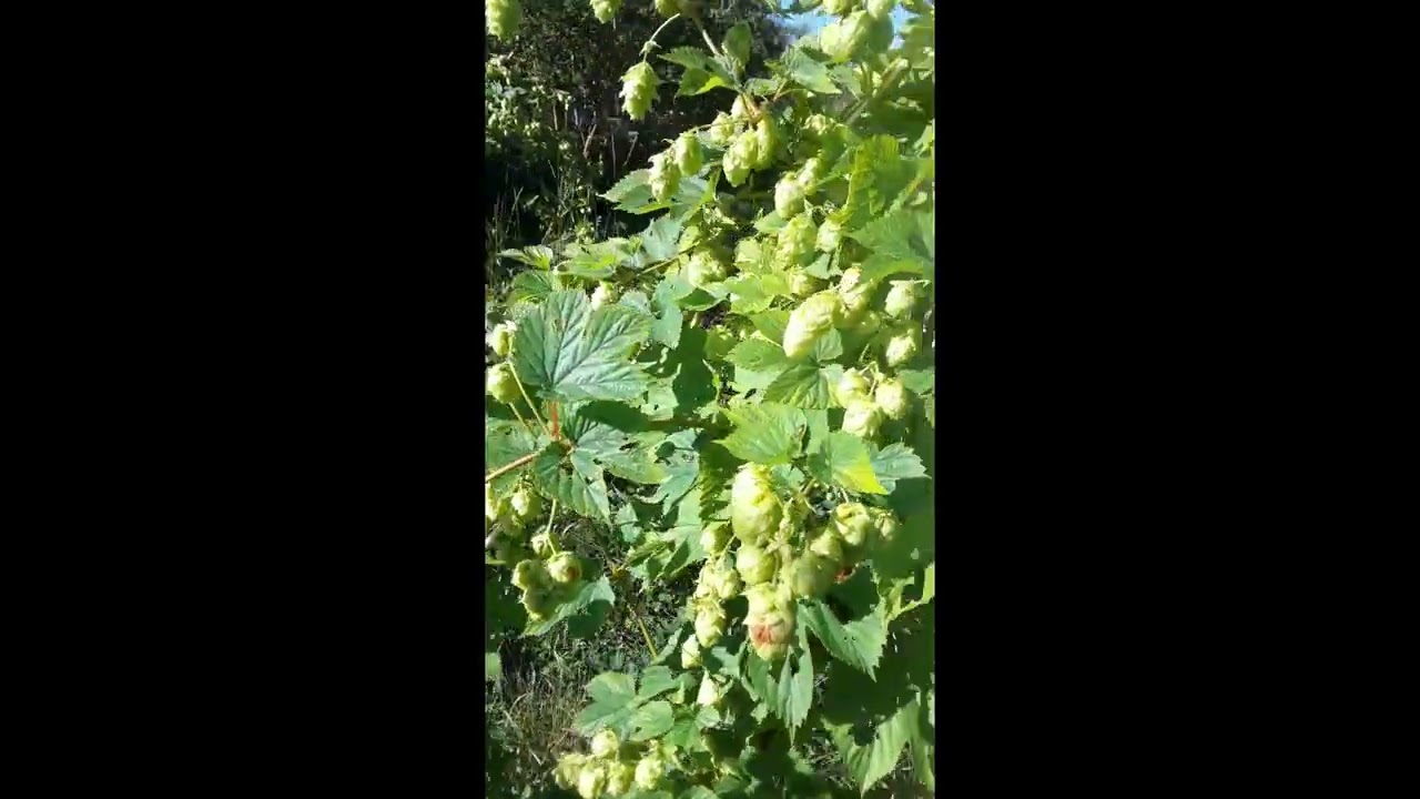 Sneak peek of next week video! | Hop harvest! - YouTube