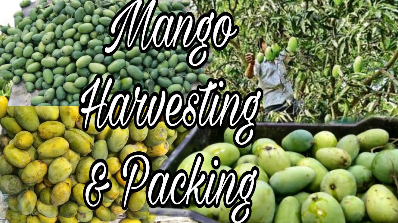 Mango harvesting vlog|how to harvest and pack mango in crates|mango ...