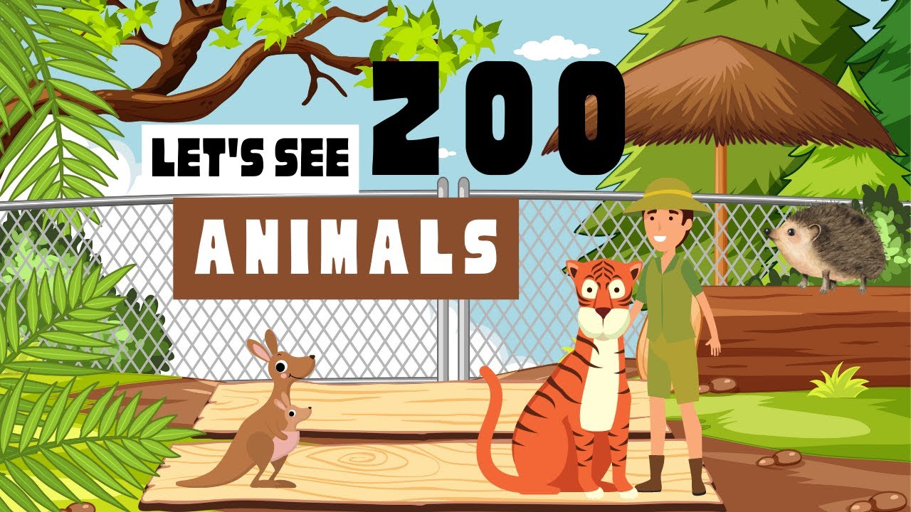 Zoo Animals | Cute Animals | Zoo - YouTube