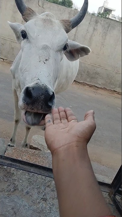 Funny🐄 Cow videos 🐄🐮🐄 Hamba Hamba sounds 🐄D Om nom nom 🍎🍏🍎cow dance #cow #cows #animal #2023 ...