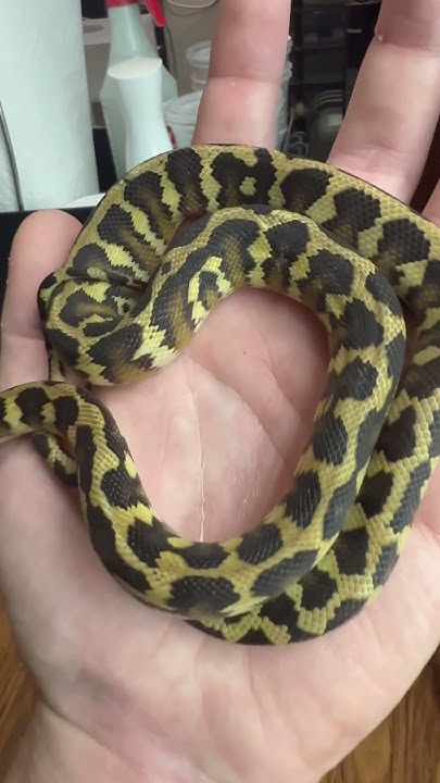 Drippy Wild Caught Female Papuan Carpet Python #reptile #snake #pets ...