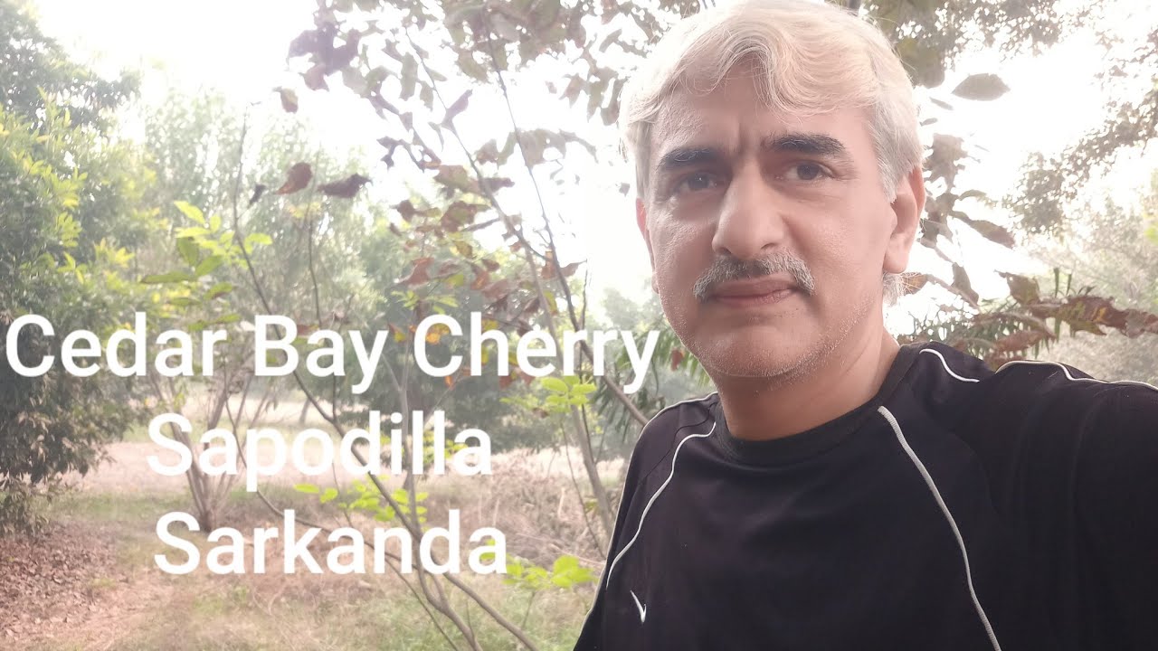 Part 23 | Cedar Bay Cherry, Sapodilla and Sarkanda in my Farm house ...