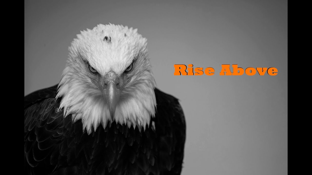 Rise Above: The Eagle's Lesson on Overcoming Criticism - YouTube