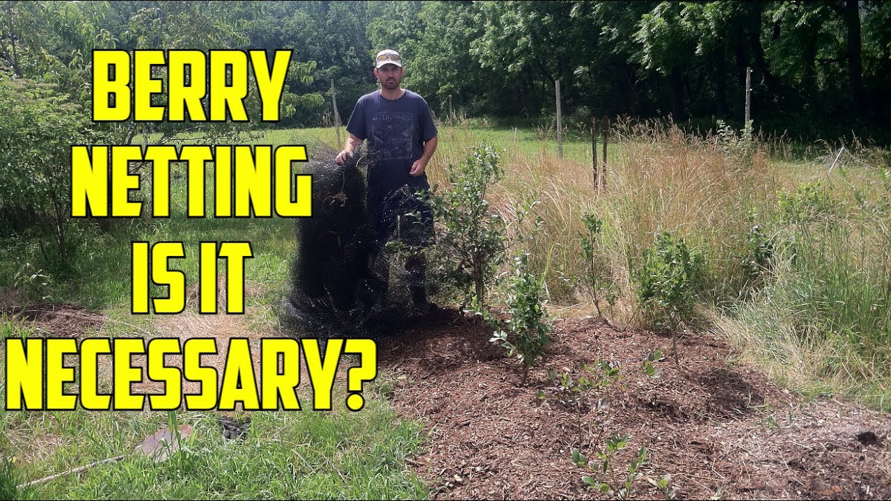 Netting your Berries: Do you need to and why? - YouTube