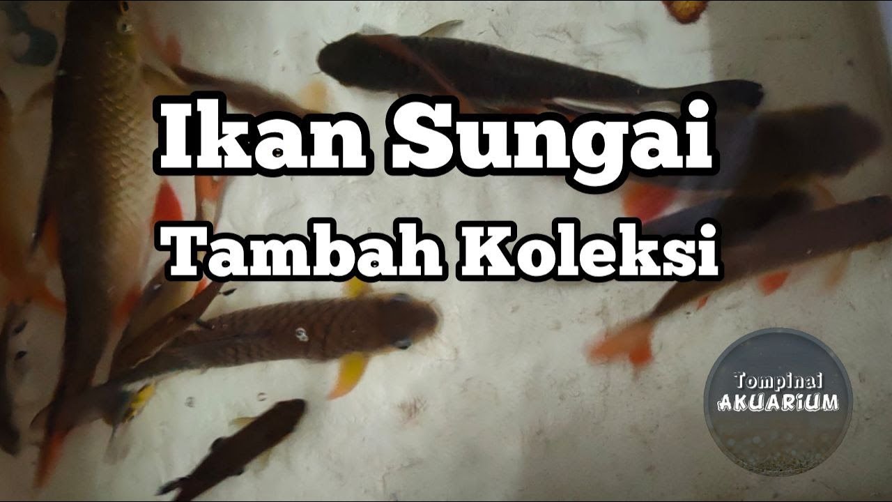 Tambah Koleksi Ikan Sungai | Lampam Ekor Merah, Lampam Panda & Emas ...