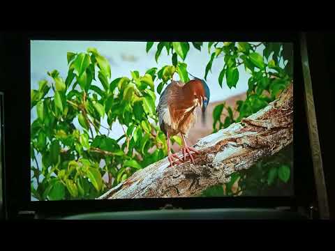 Lazervision Lv1020 Native( Real) 4k 3840*2160 🇮🇳indias first cheapest ...