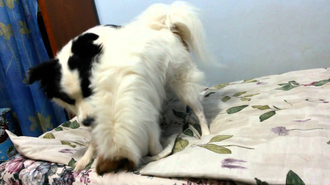 Border Collie X Papillon - YouTube