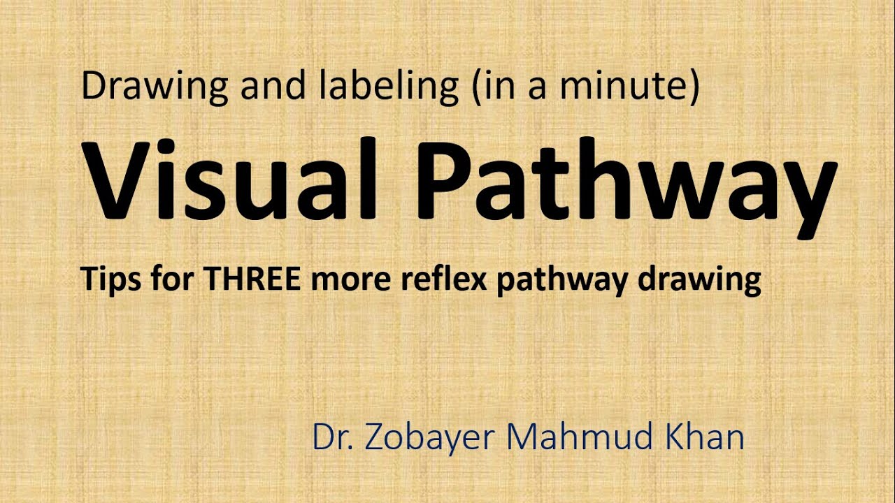 How to draw the visual pathway in a minute II Tips and tricks for ...