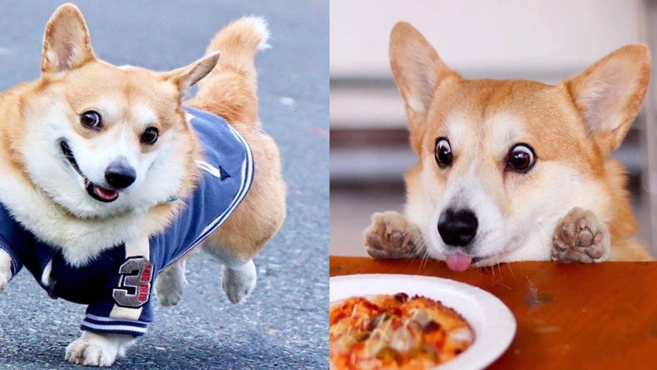 Funny and Cute corgi puppies videos compilation 2023 Cutest corgis Ever ...