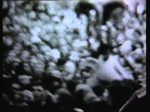 Shihad - Bitter (Remastered) - YouTube