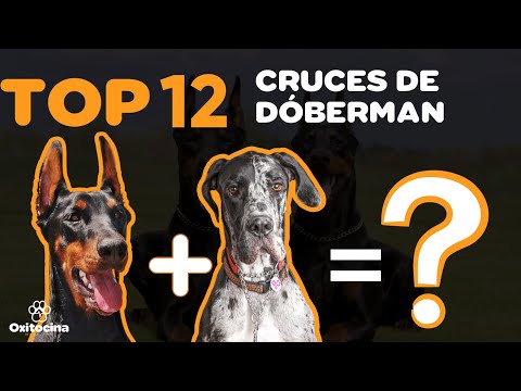 TOP 12 Cruces de Dóberman con otras razas de perros