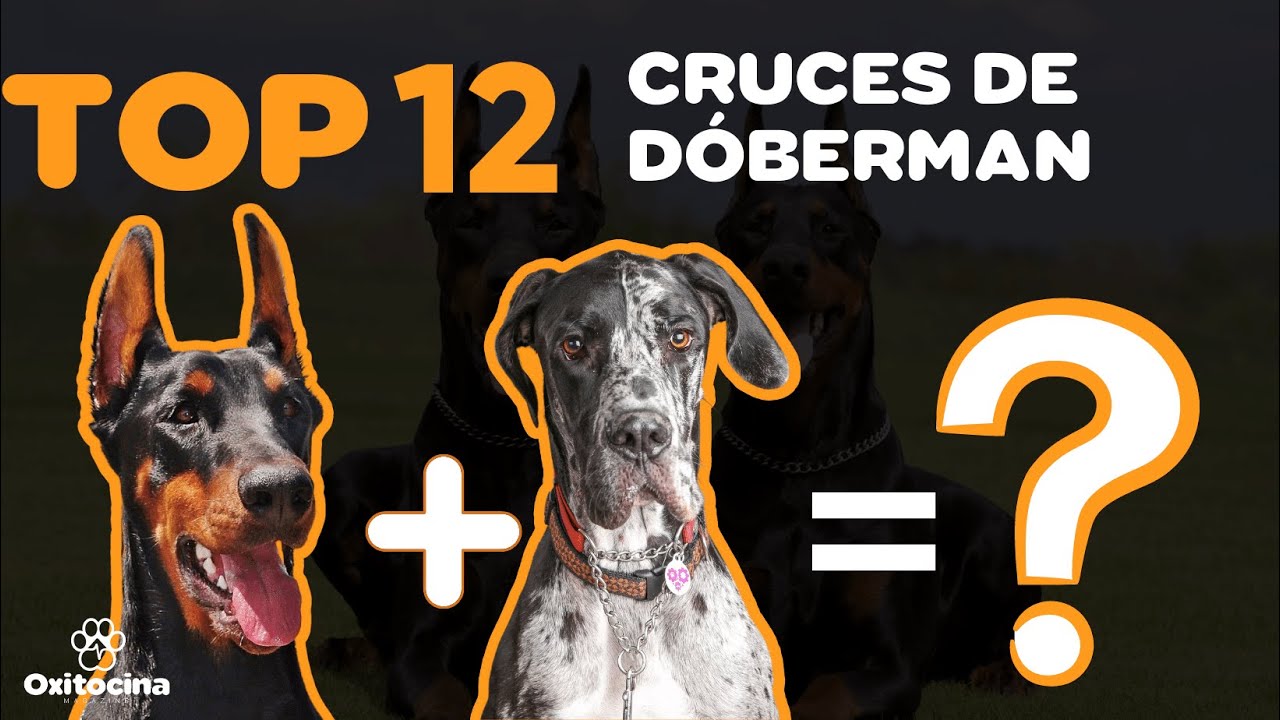 TOP 12 Cruces de Dóberman con otras razas de perros - YouTube