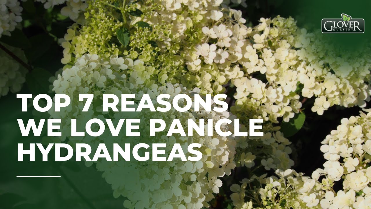 Panicle Hydrangeas: Top 7 Reasons We Love Panicle Hydrangeas - YouTube