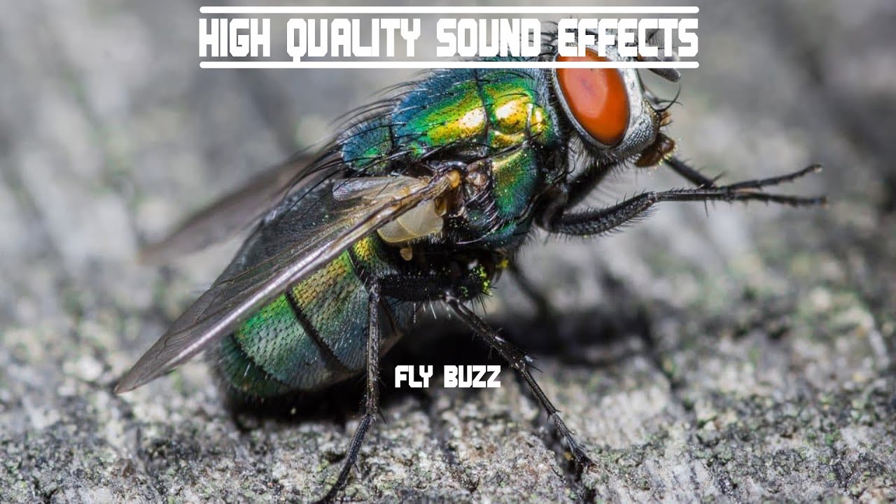 High Quality Sound Effects [Fly Buzz] - YouTube