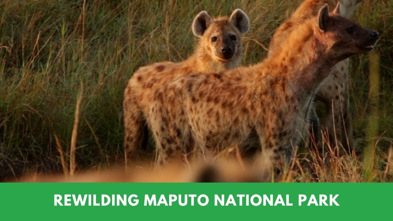 Rewilding Maputo National Park - YouTube