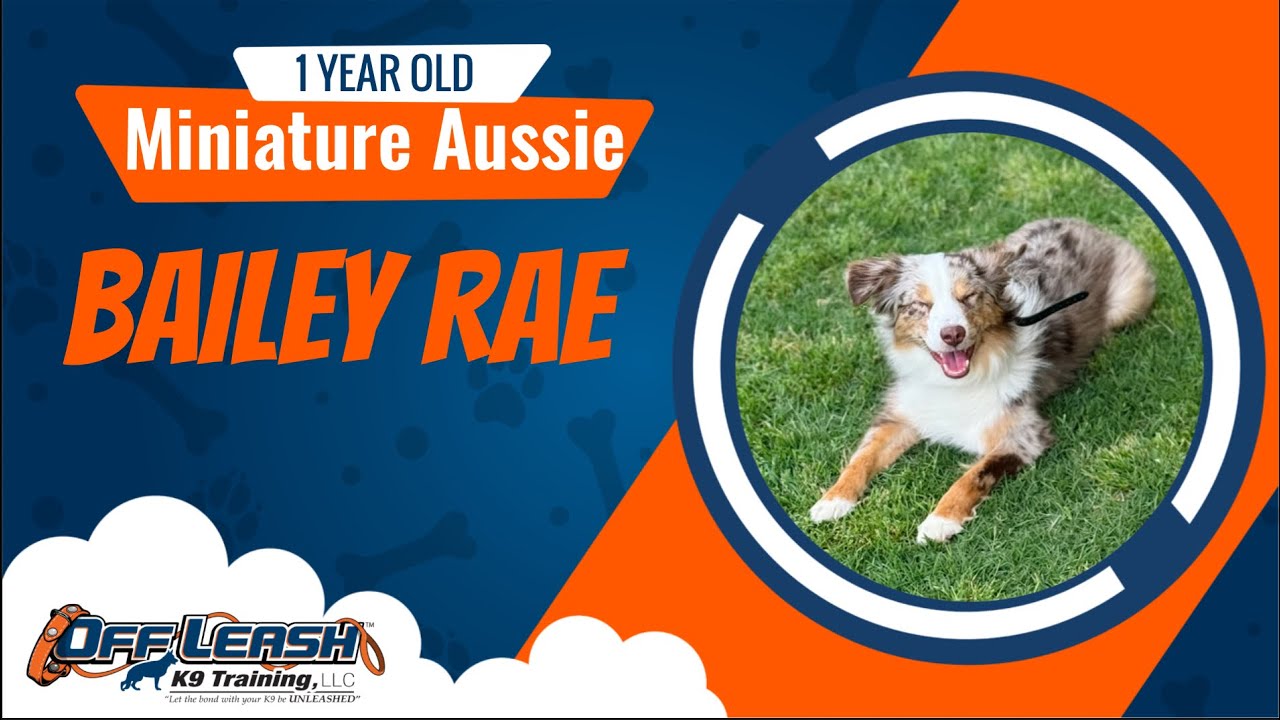 Mega-Awesome Mini-Aussie Makes Amazing Training Progress! - YouTube