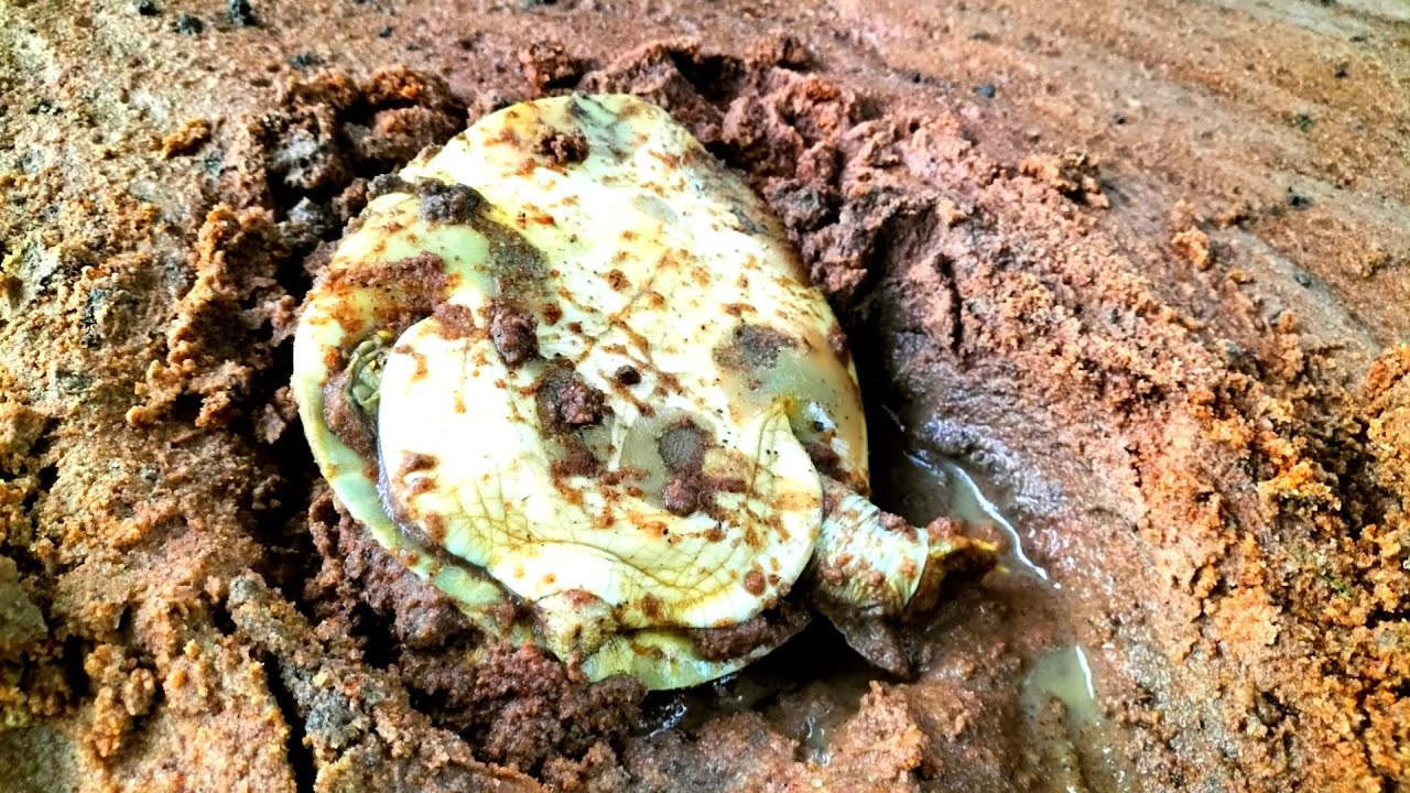 Tortoise Underground Hole - YouTube