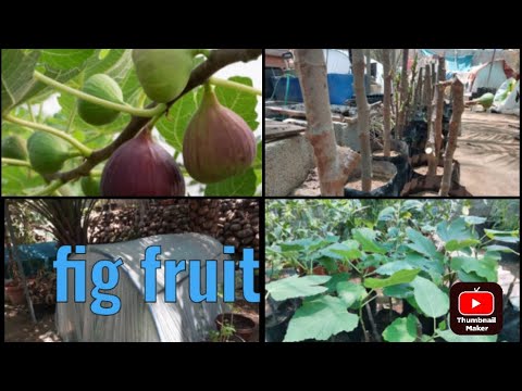 how to grow tin fruit plant.cating fig fruit #plant - YouTube