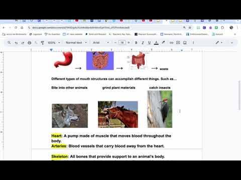 Animal Study Guide Video #1 - YouTube