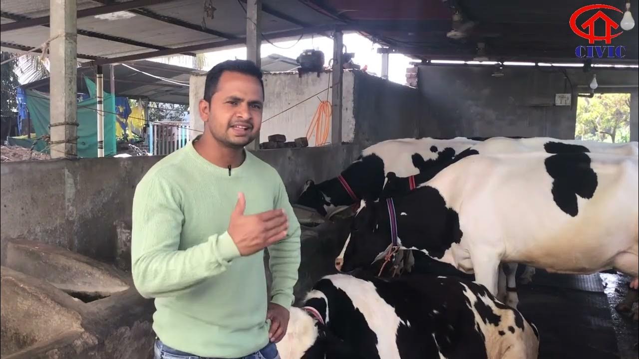 vikas Salunkhe 30-40लिटर दुध बंगलौर च्या गाई ची खरेदी विक्री HF Cow ,Red Hf 1,2 बार गाबन गाय ...