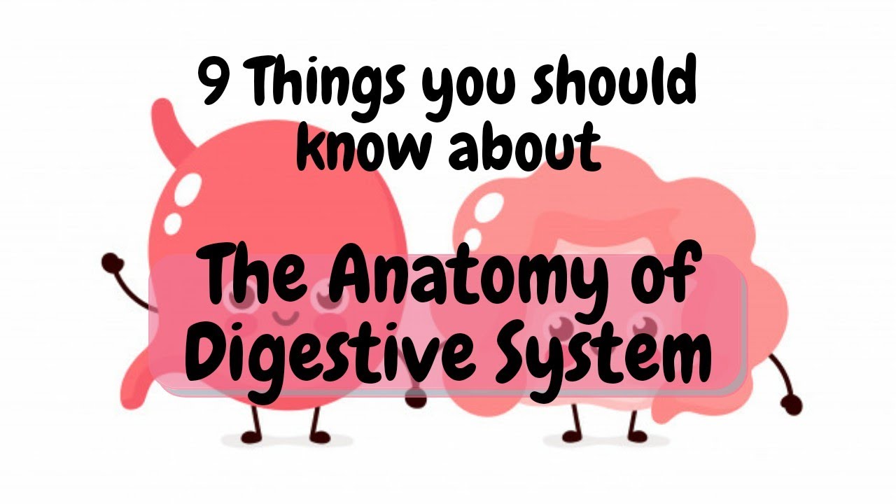 9 THINGS YOU SHOULD KNOW ABOUT THE ANATOMY OF DIGESTIVE SYSTEM - YouTube