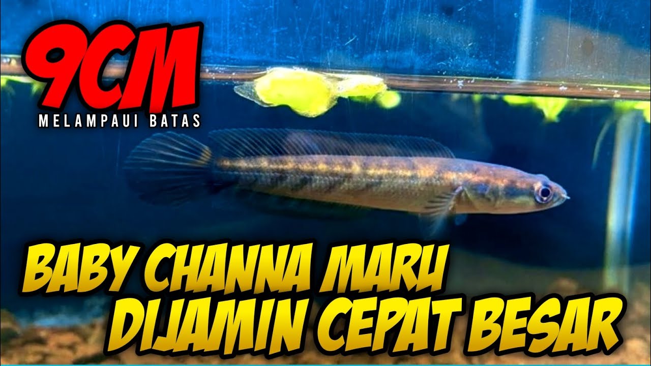 BABY CHANNA MARU DIJAMIN CEPAT BESAR DENGAN CARA PRAKTIS - YouTube
