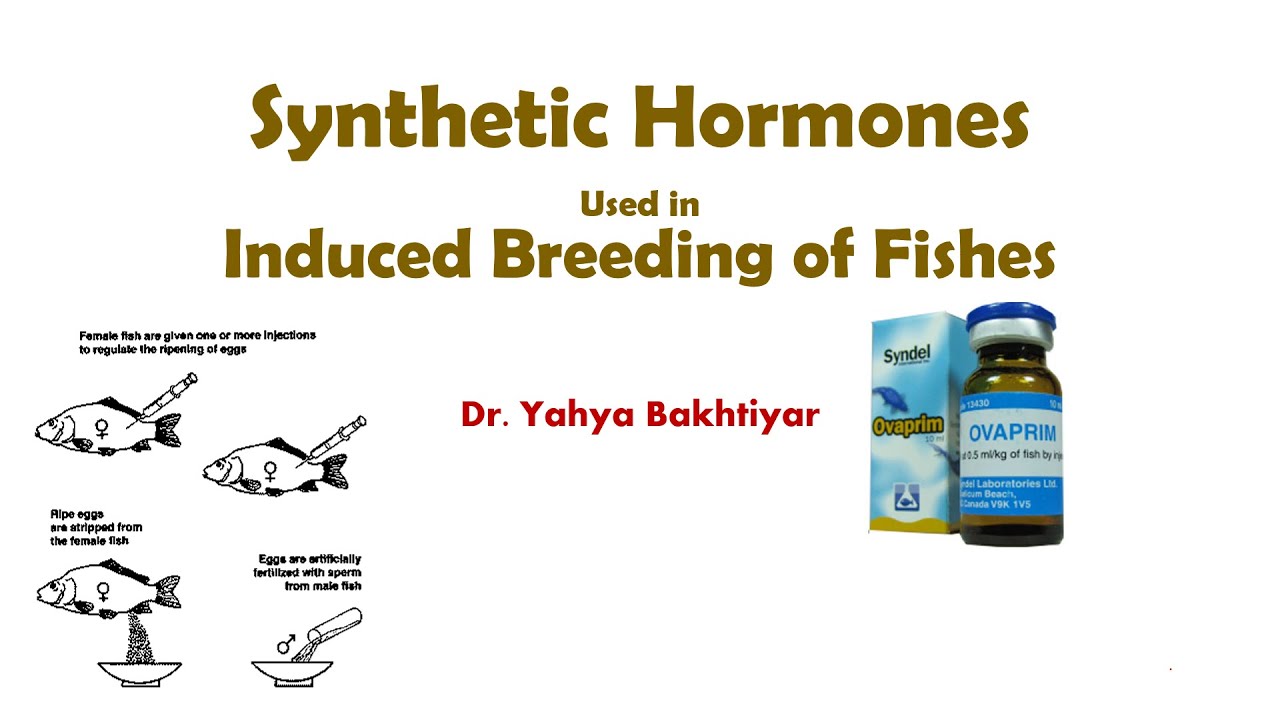 62 Synthetic Hormones used for Induced breeding of carps/fishes - YouTube