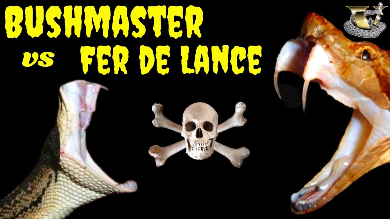 Bushmaster Snake Fangs