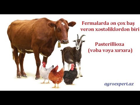 Pasterelliyoz (vəba) xəstəliyi
