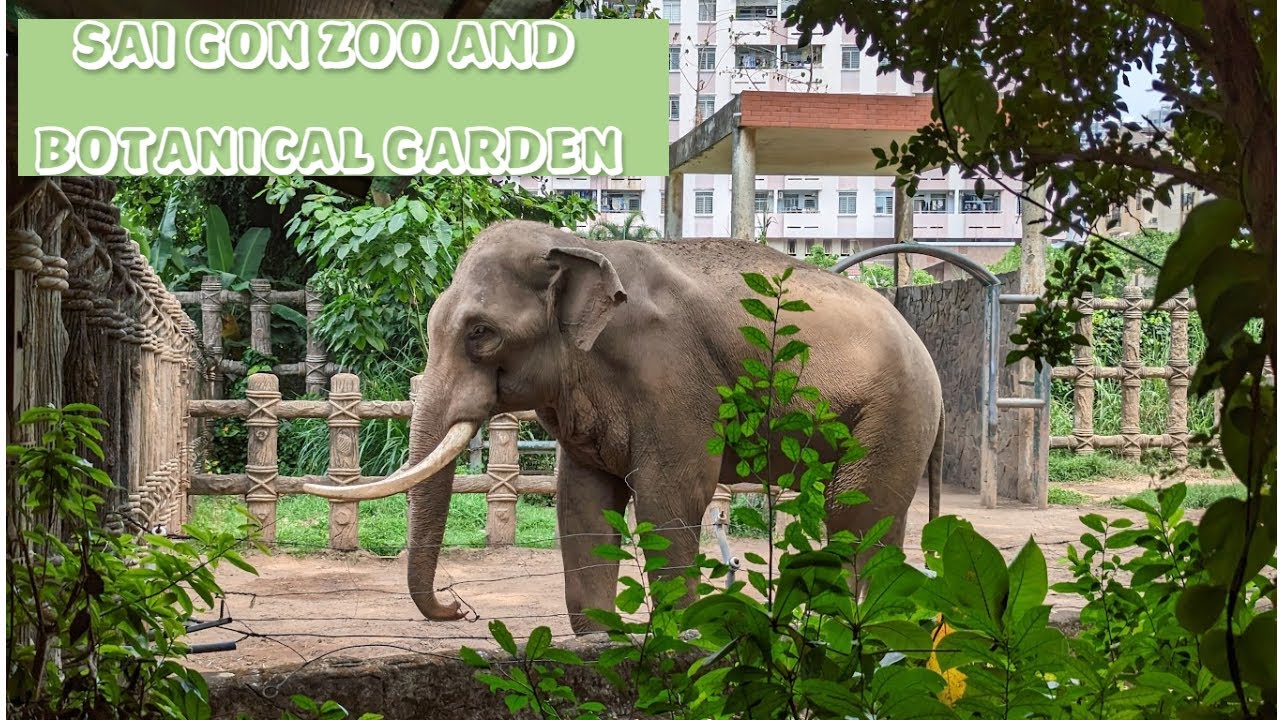 SAIGON ZOO - Vietnam's Oldest Zoo/Animal Moments (Rhino,Elephants ...