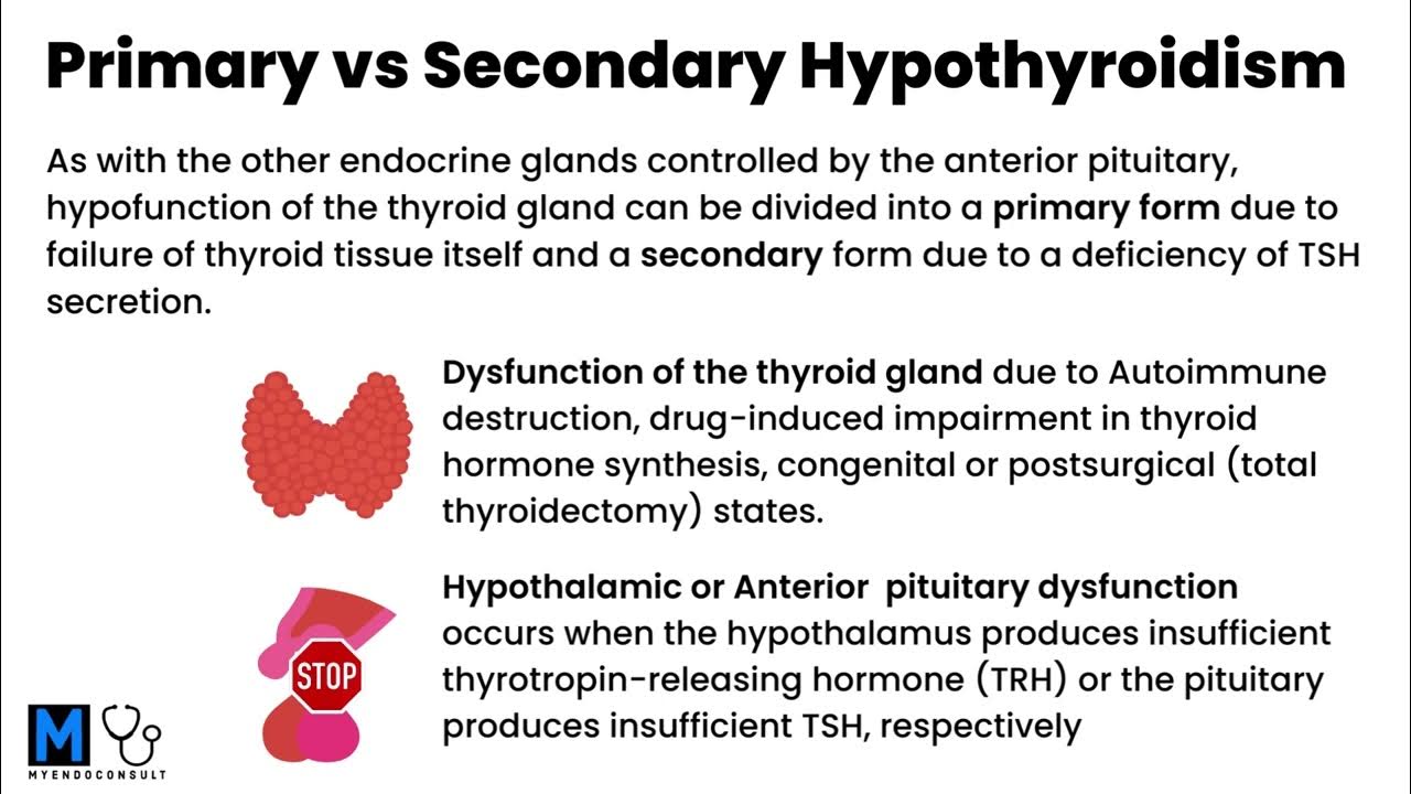 primary-vs-secondary-hypothyroidism-youtube