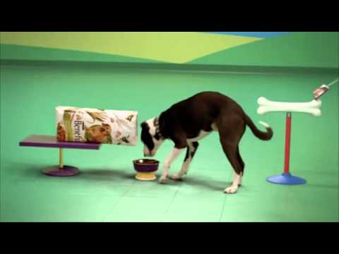 Dog Goldberg Machine by Beneful® - YouTube