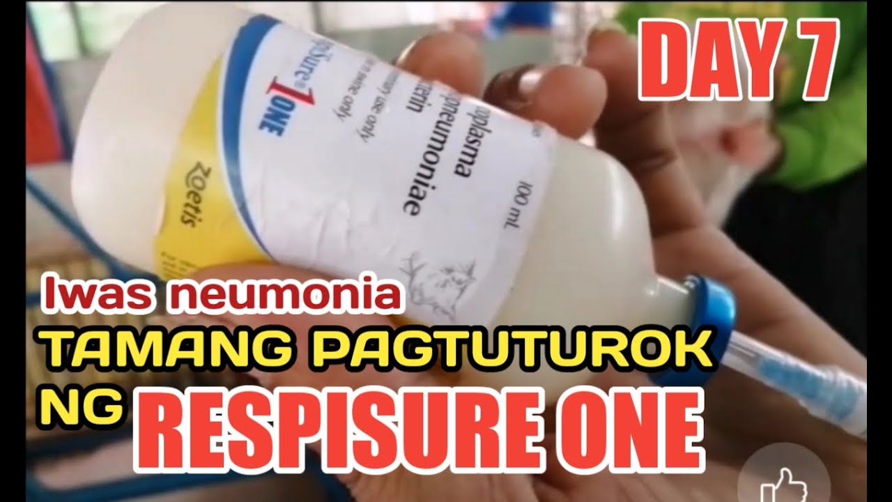 Mycoplasma/Respisure-one Vaccine how to inject #pigfarmingguide - YouTube