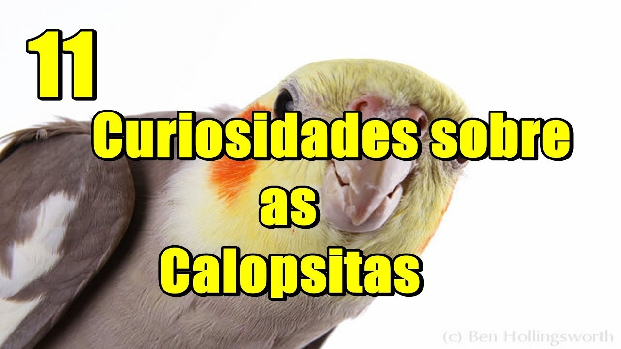 11 Curiosidade sobre as Calopsitas - YouTube