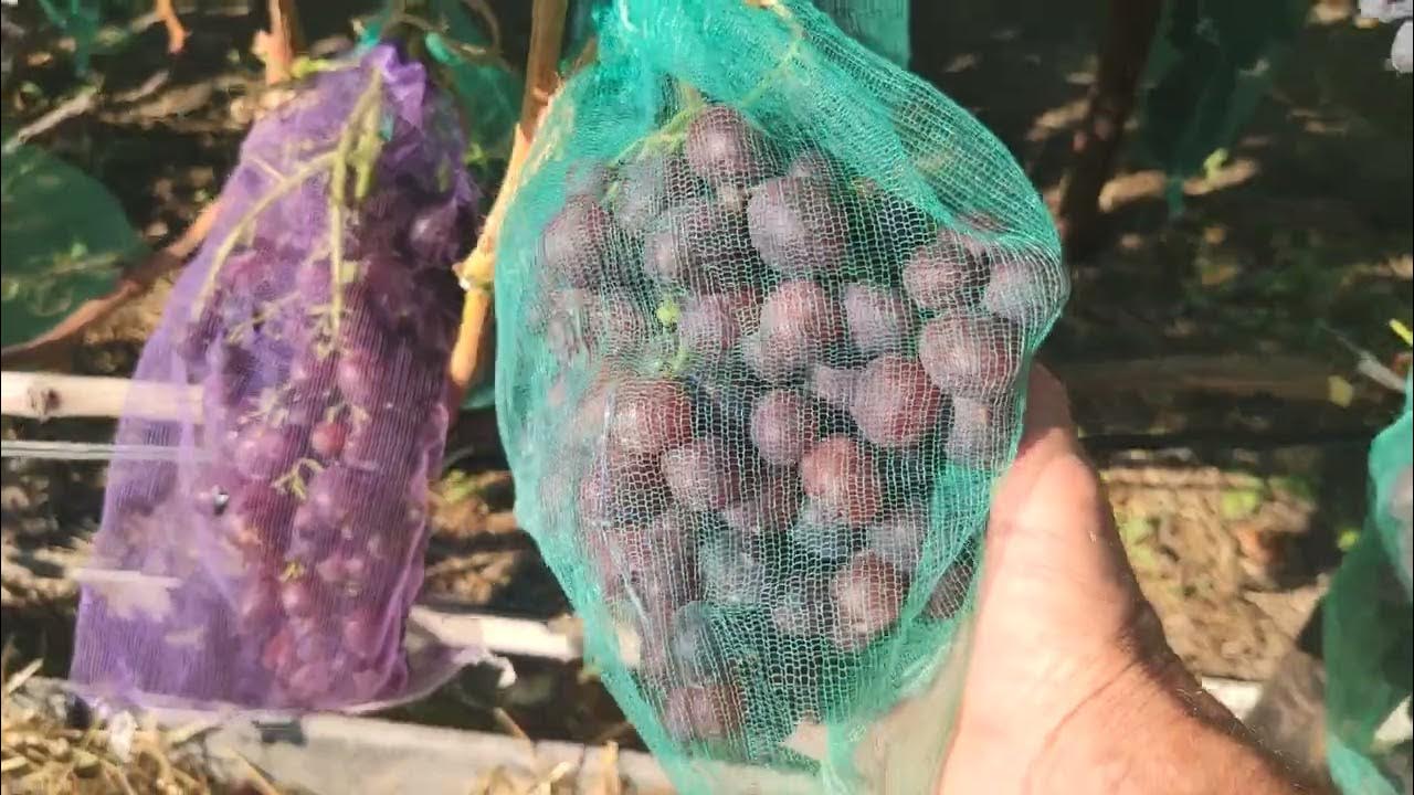 Подробный обзор Г.Ф. винограда НЕВЕСТА. - YouTube