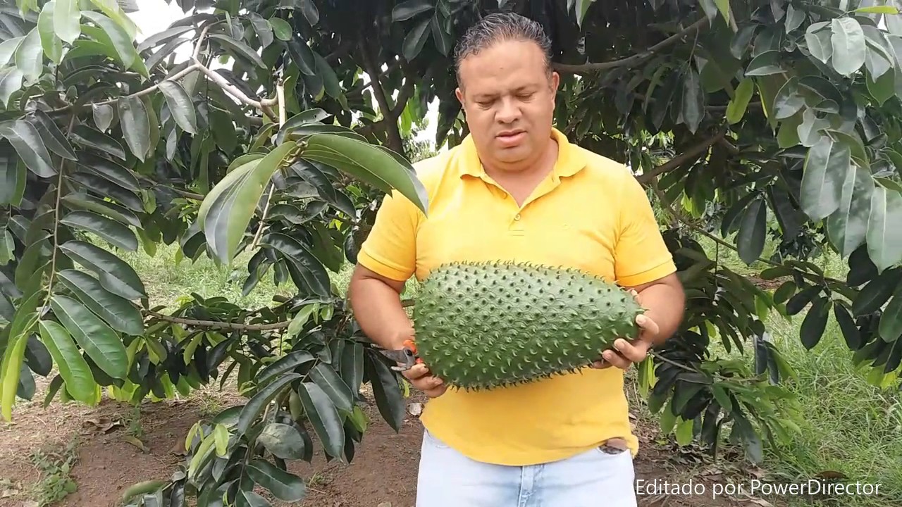 Cosecha de guanábana Gigante (Annona muricata L.) - YouTube