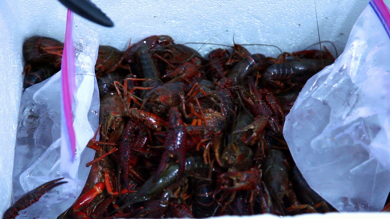 Crayfish Color 3 - YouTube