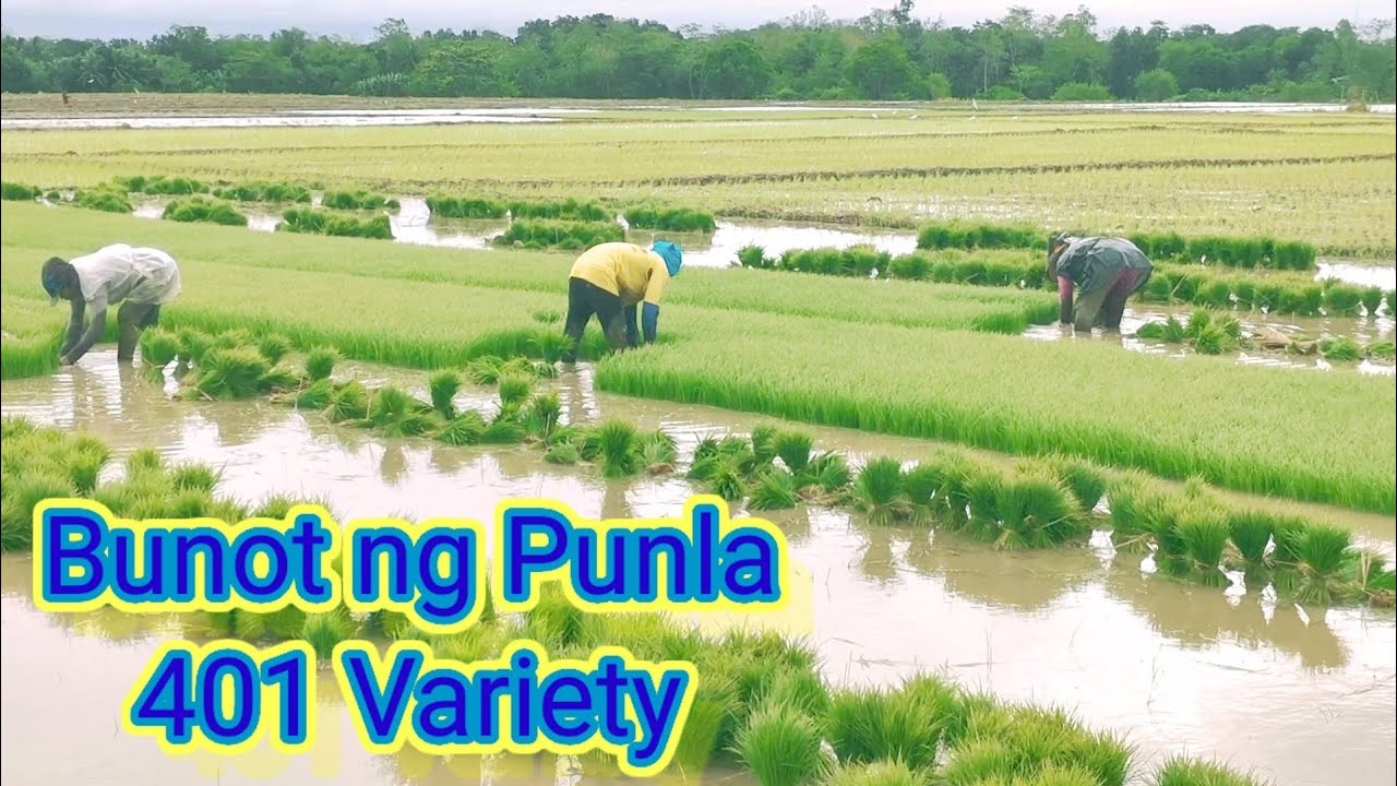 Bunot ng Punla-401 Variety - YouTube
