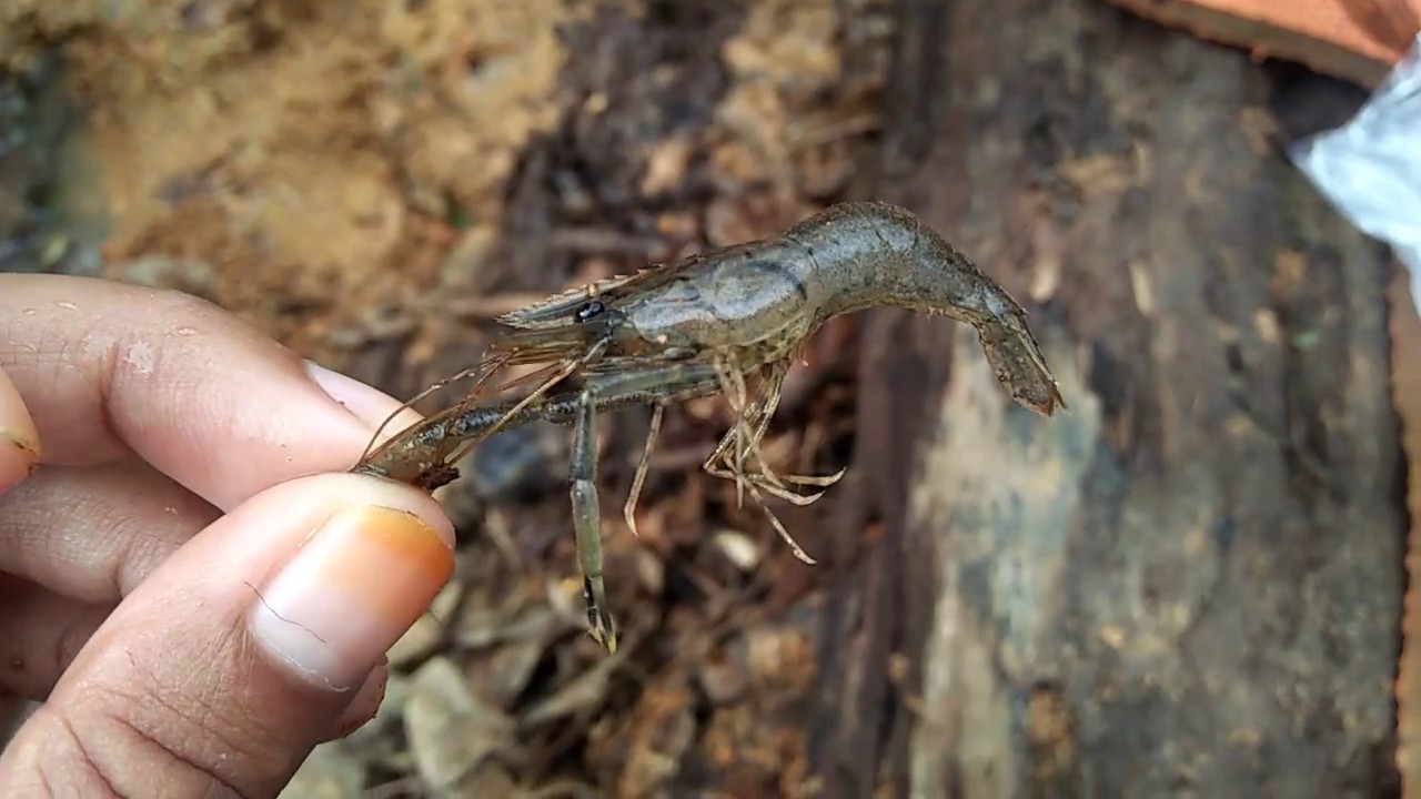 Cari siput sungai dan udang sungai #2 - YouTube
