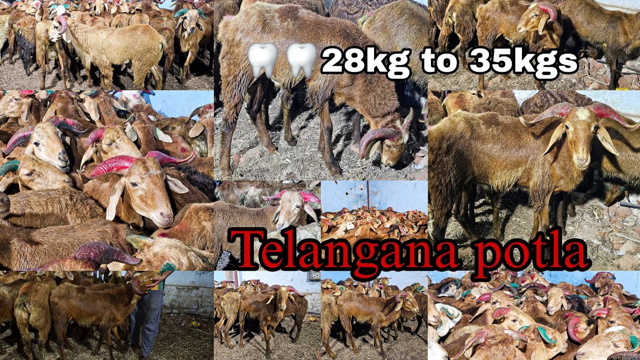 Telangana potla is available // pure Telangana sheep's top quality ...