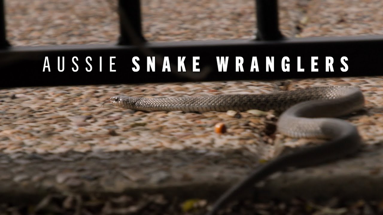 Hey, Big Fella | Aussie Snake Wranglers Clip | EarthX - YouTube