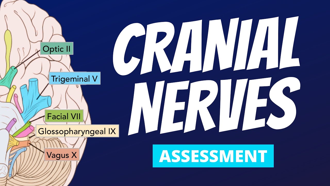Easily Memorize the Cranial Nerves | Nursing School Neurological ...