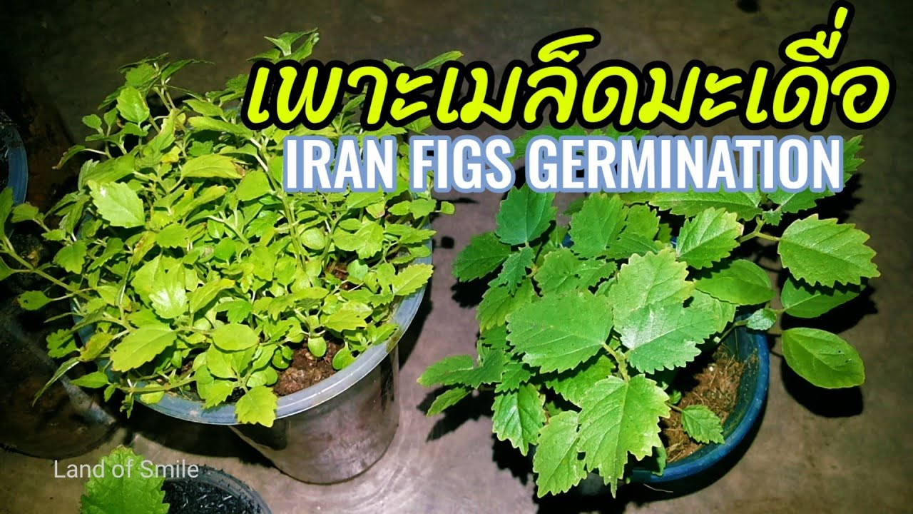 วิธี เพาะเมล็ดมะเดื่อ ทำแบบนี้ Iran figs seed germination - YouTube